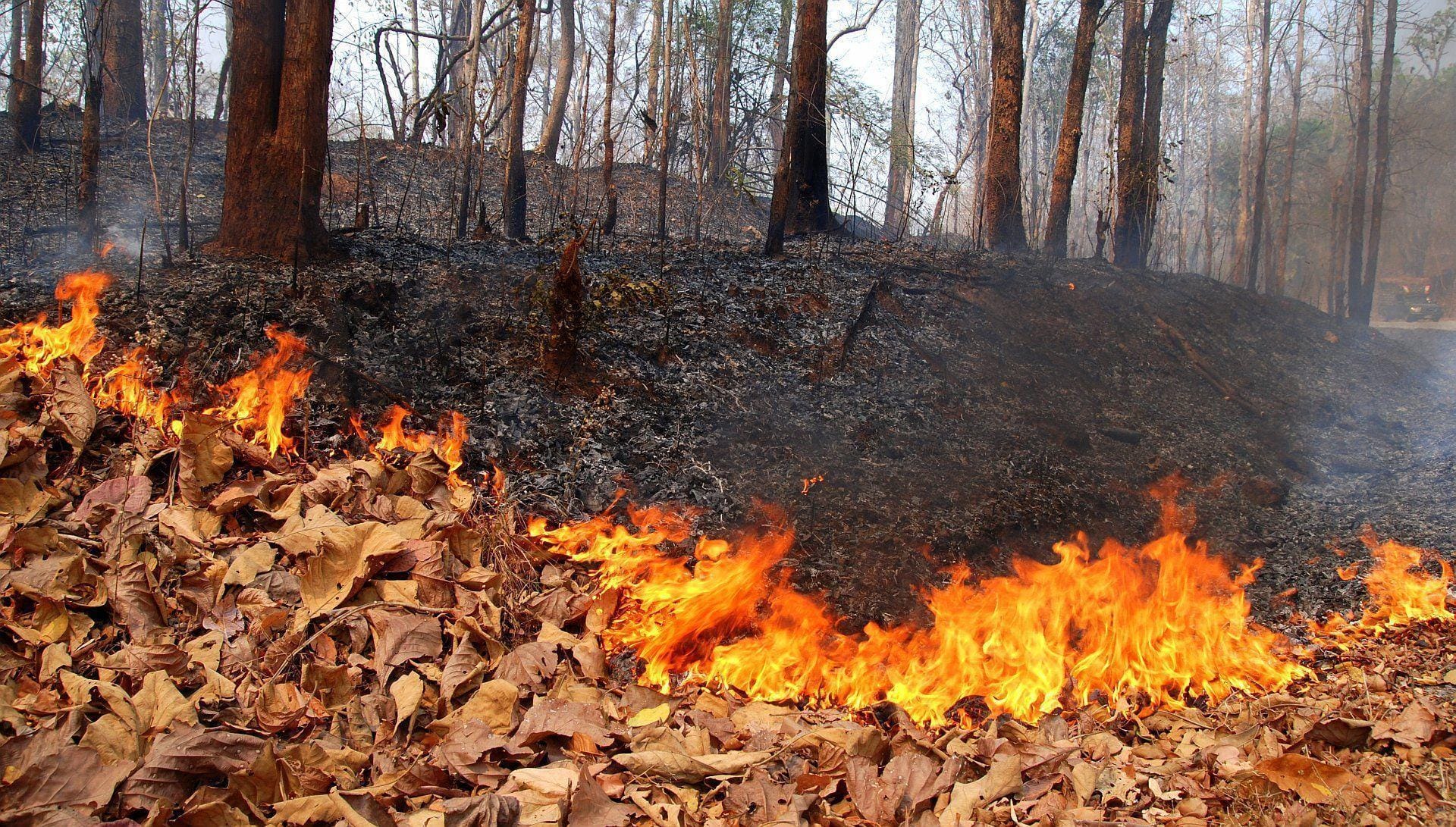 Worst Forest Fire in Decades: All You Need to Know