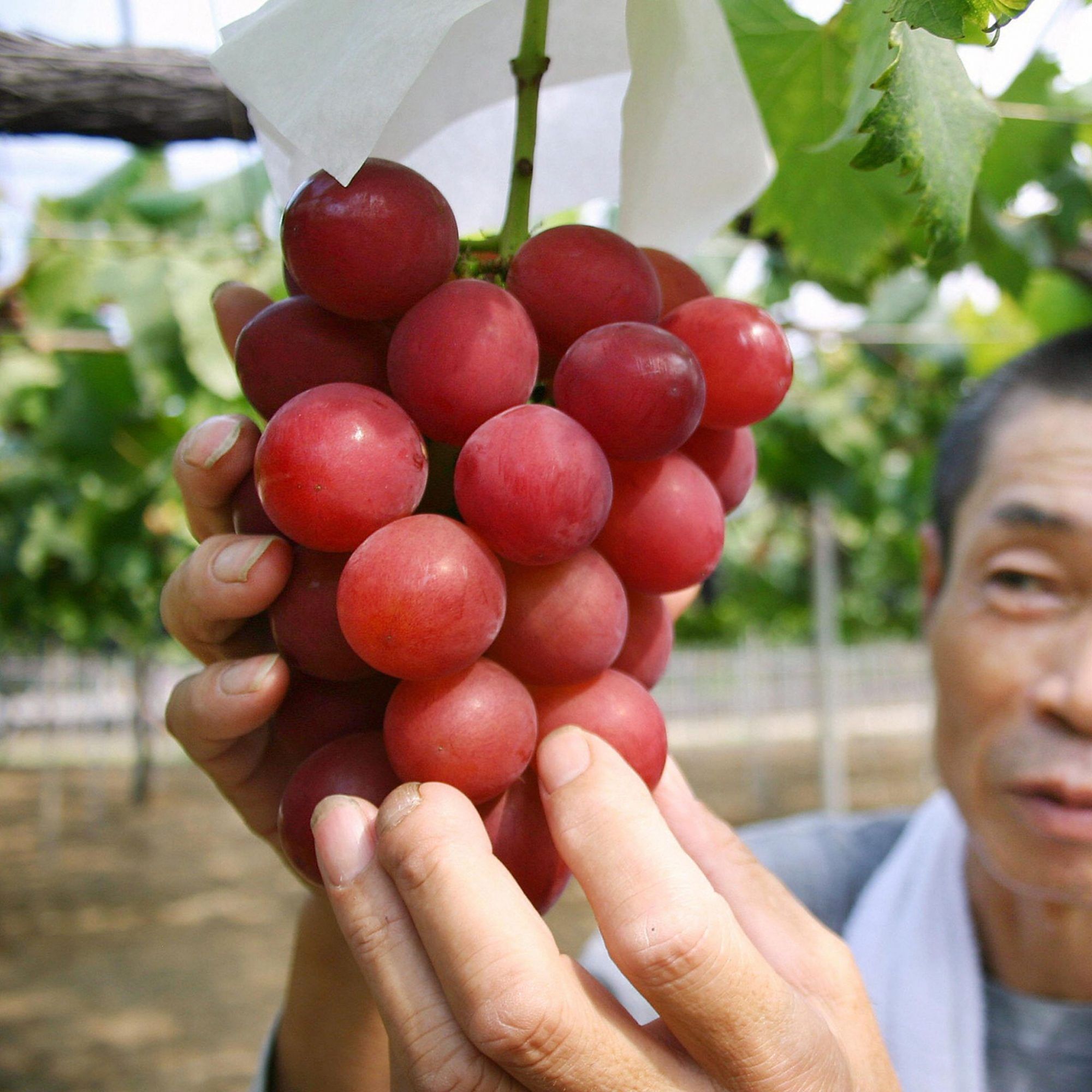 World’s Most Expensive Grapes: Costs 7 lakh for a Bunch