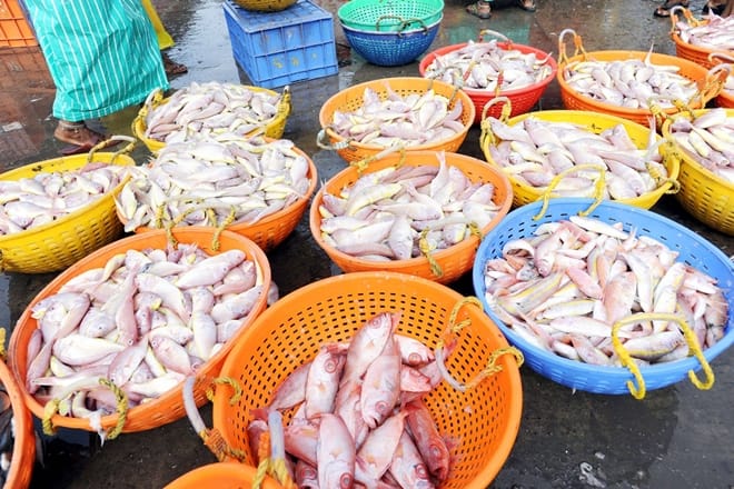 New Vigilance & Testing Measures for Sea Food Exports
