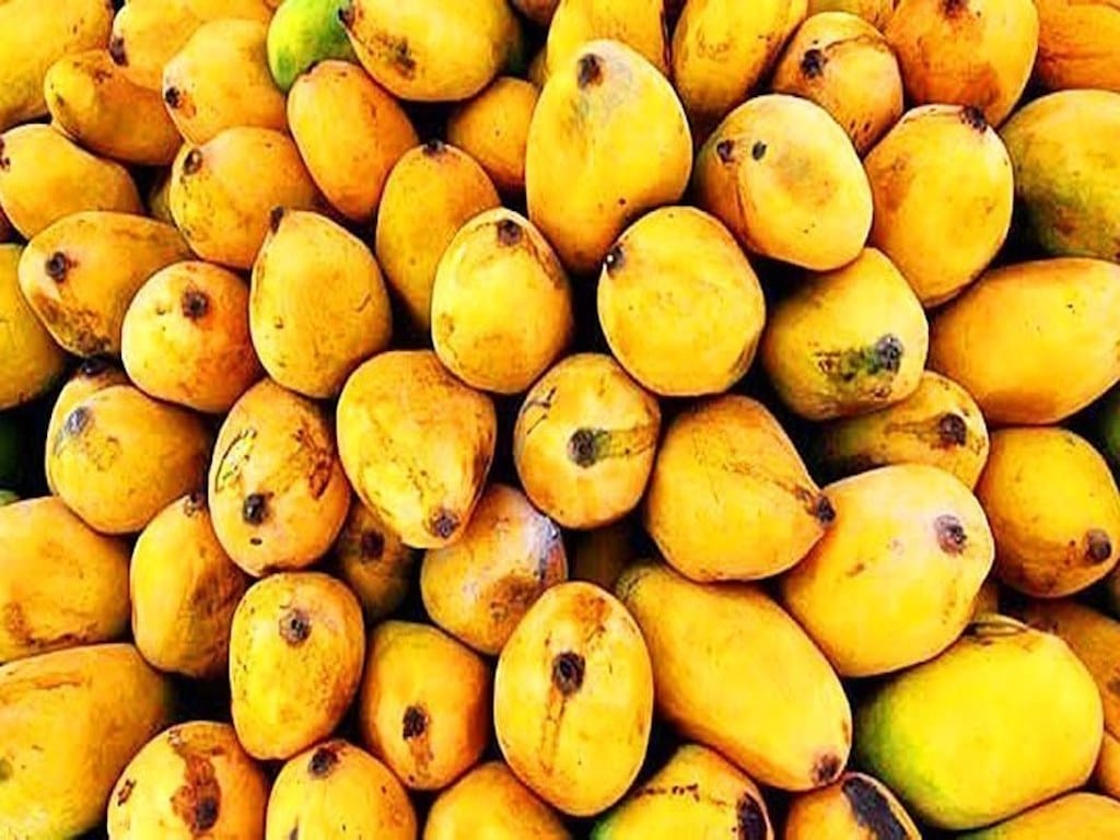 Bahrain Receives Consignment of GI Certified Fazil Mango Variety from ...