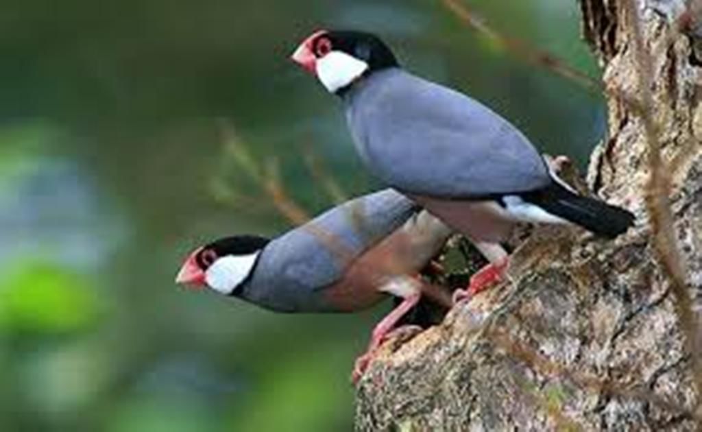 Beginner's Guide to Java Sparrows Breeding