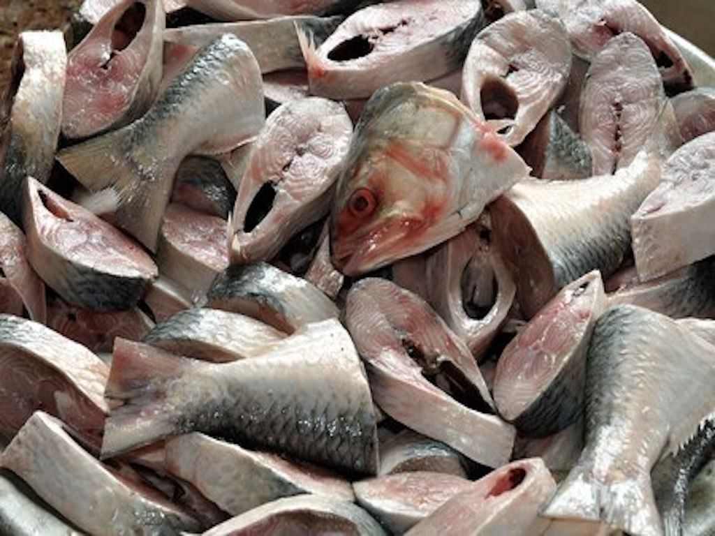 Hilsa Fish: What Makes It So Popular and Demanding