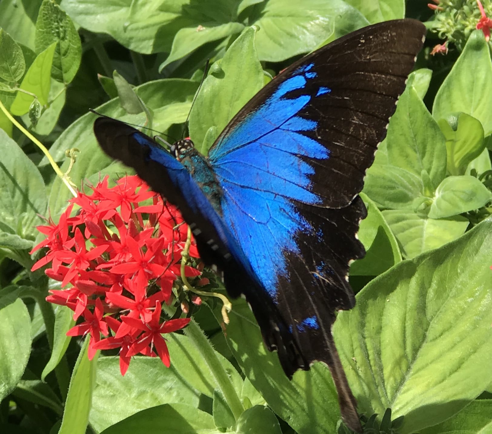 7 Dazzling Blue Butterflies You Must See Atleast Once in Lifetime