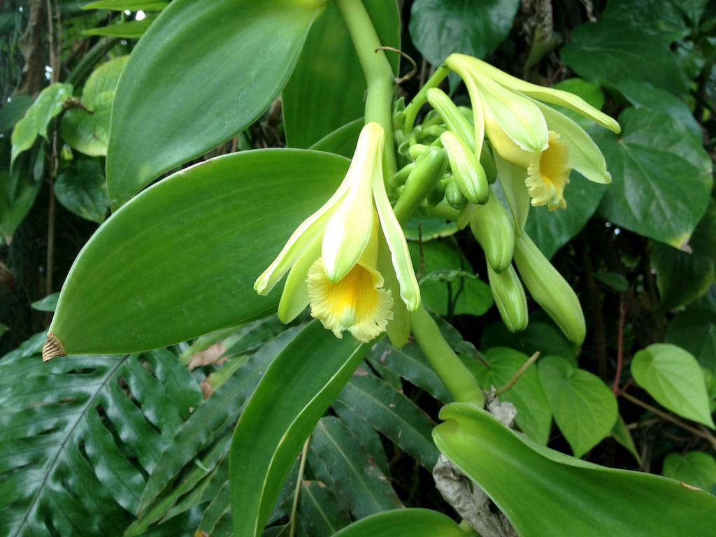 Vanilla- Tips For Cultivation and Fertilizer Application