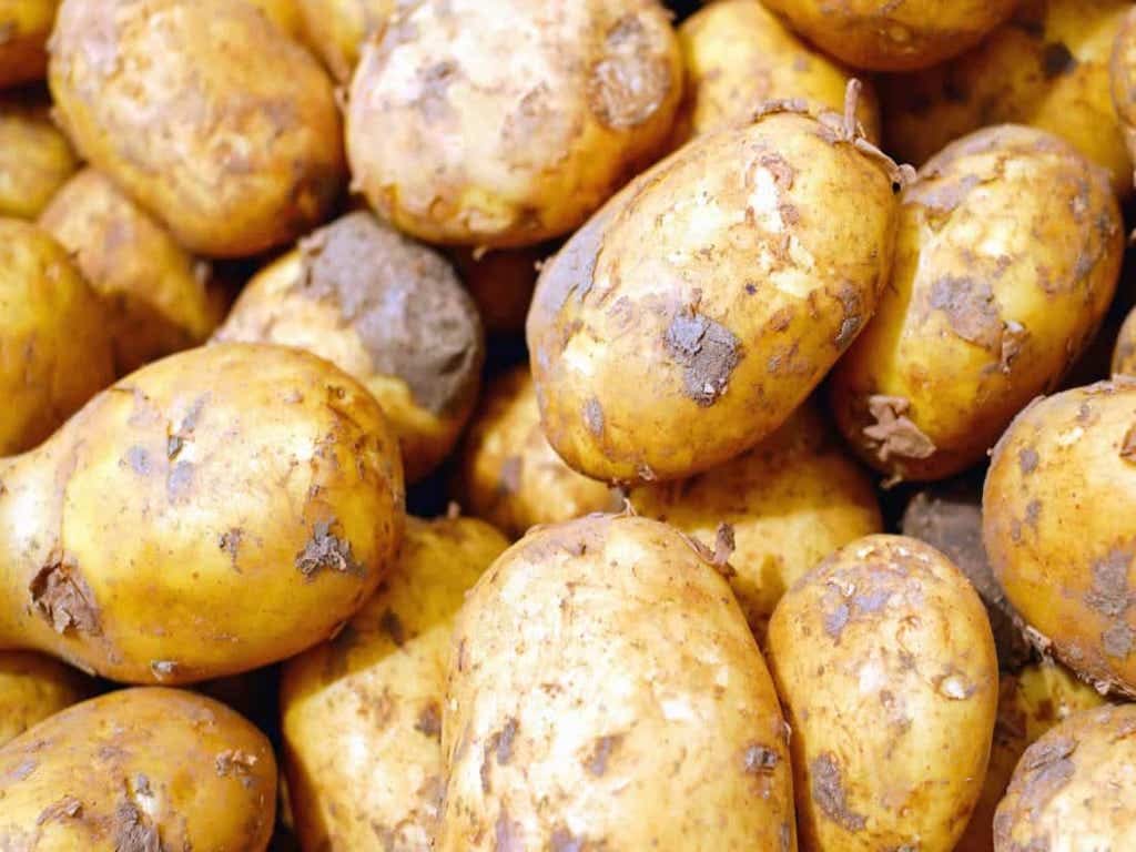 Bengal Potato Prices Drop By 50% Due To Overproduction