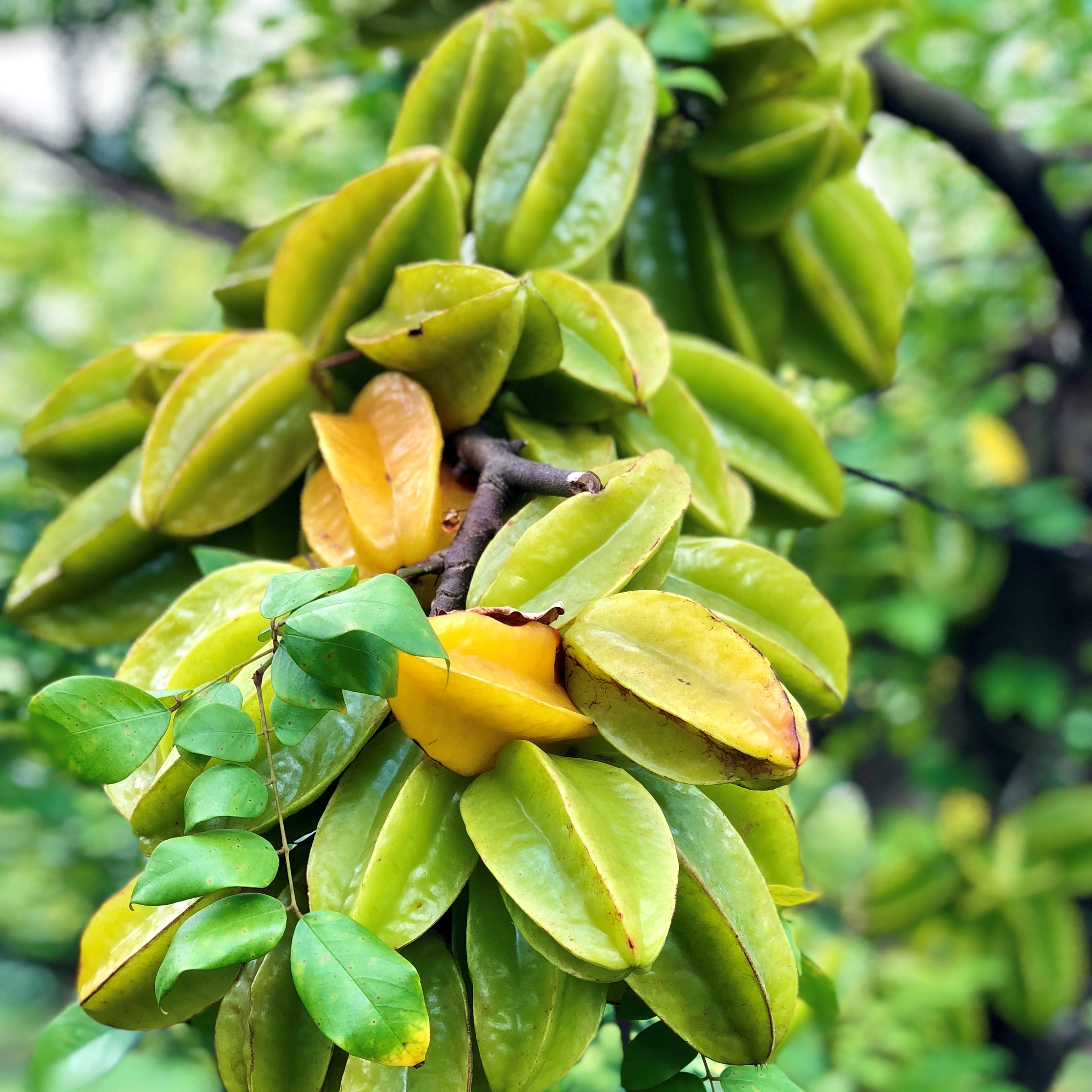 Carambola: Know Interesting Facts About the Star Fruit