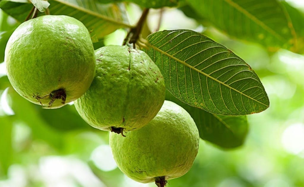 Fastest Growing Fruit Trees in India
