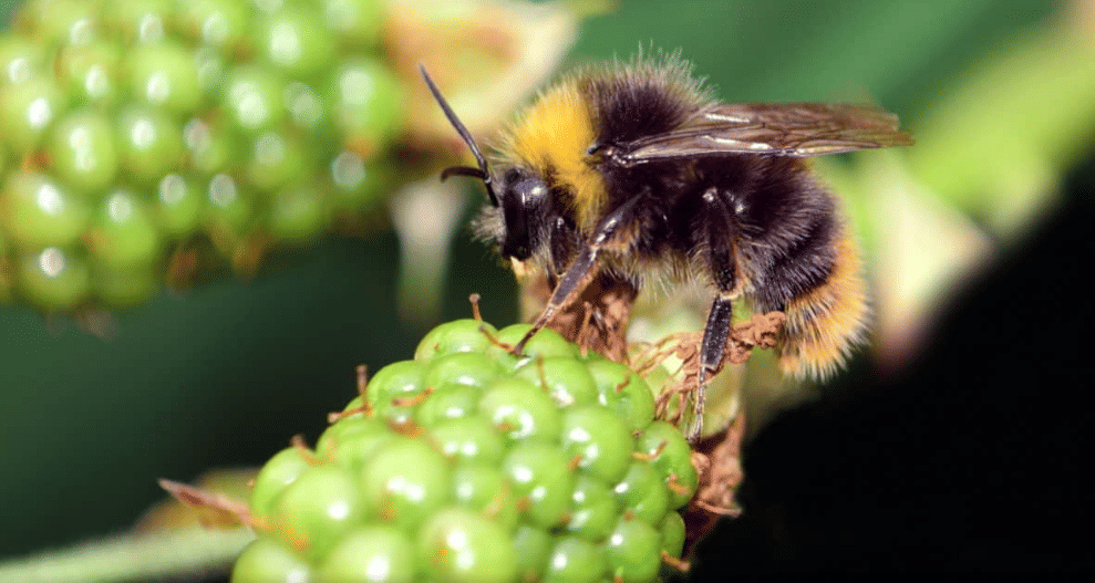 Global Food Security Threat: Pollinators are Disappearing at a Faster ...