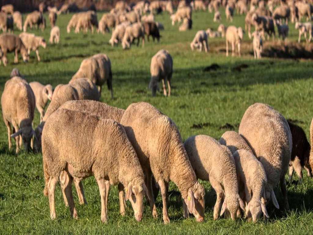 Sheep Farming in Jammu & Kashmir Must Be Prioritised By the Government