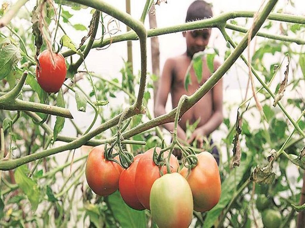 Tomato Prices Crash in Maharashtra, Angry Growers Blocked Export Routes