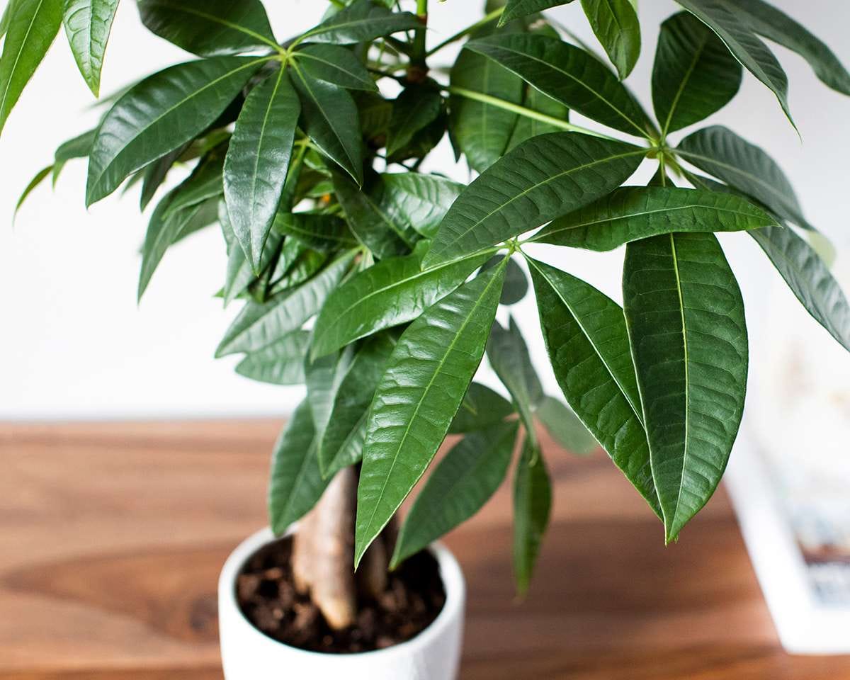 Know about Pachira Plant or Money Tree