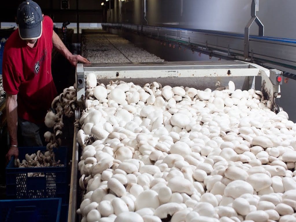 Man from Amritsar Sets up AC Mushroom Farm; Supplies Mushroom Year Around