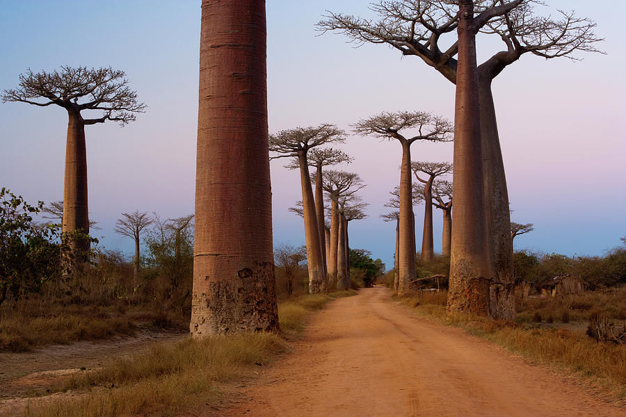 8 Most Beautiful Trees in the World (With Pictures)