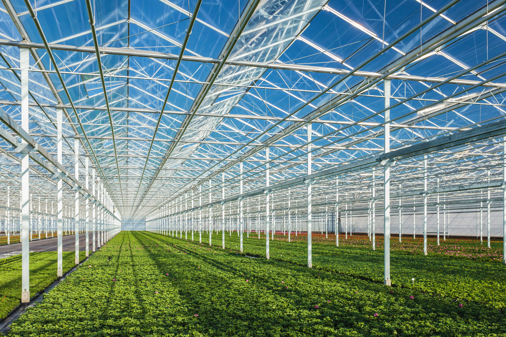 Get 50% Subsidy for Constructing Greenhouse & Shade Net House; Know How