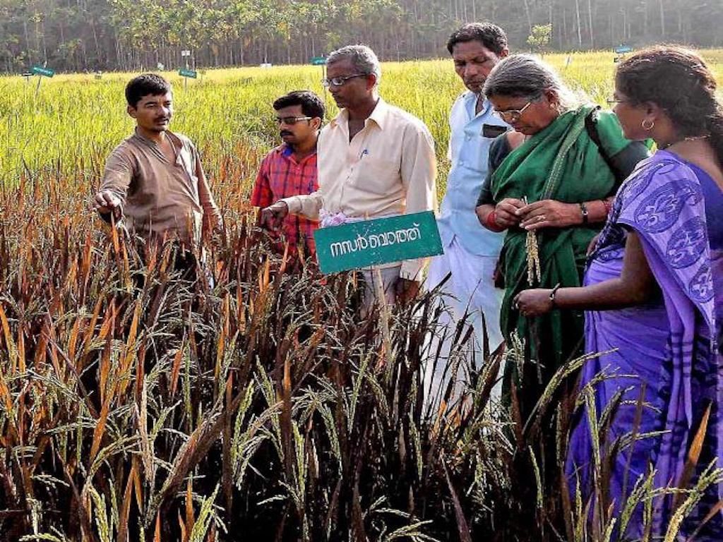 Kerala Farmer Sets a Model by Conserving 71 Traditional Rice Varieties