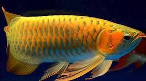 Vastu Tips: This Fish Can Bring Happiness and Prosperity to Your Home