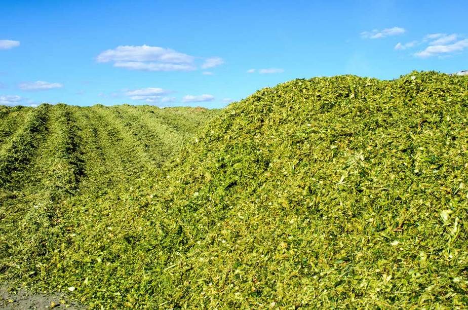 Silage Preparation: A Complete Guide for Beginners