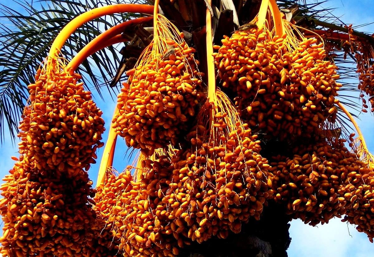 Date Palm Cultivation: Basic Guide for Beginners