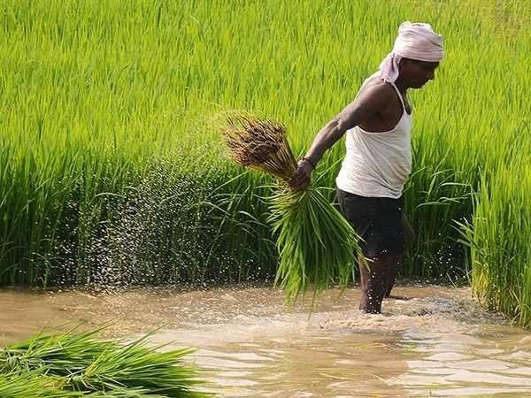 Farmers Alert! Climate Change to Hit Rice, Ragi & Groundnut Crops in ...