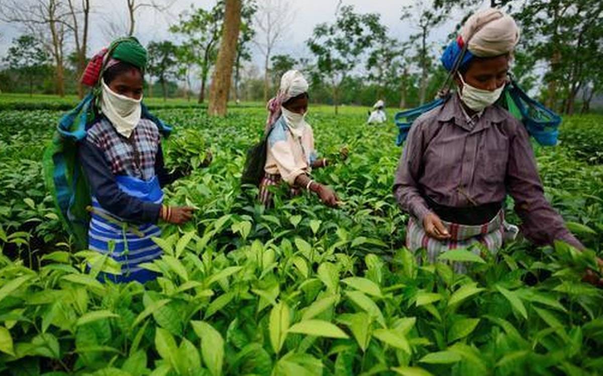 7% Rise in India’s Tea Export Earnings in First Half