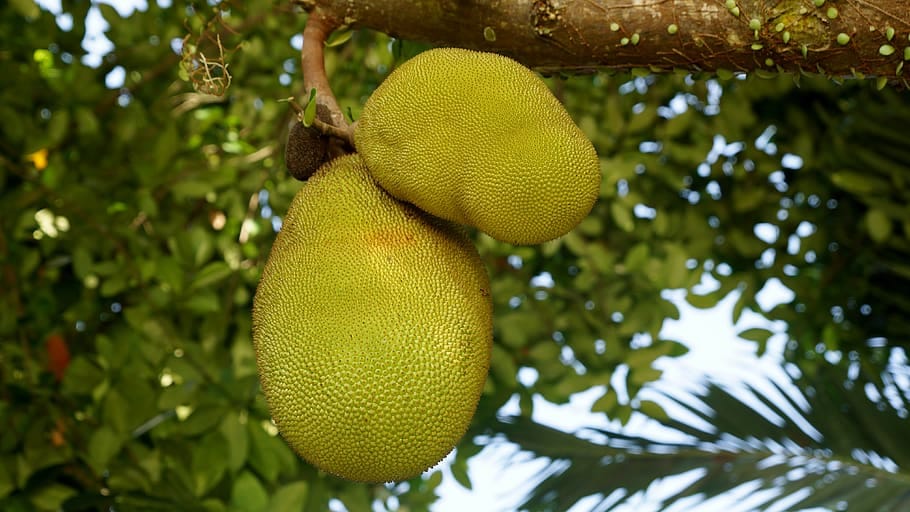 Jackfruit Cultivation; Know How to Grow ‘Wonder Fruit’