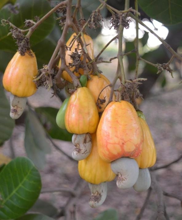 ICAR Develops a New Jumbo Nut Hybrid Cashew Breed to Boost Farmers' Income