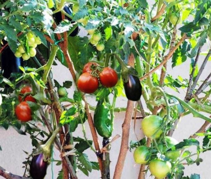 Brimato: A Great Way to Produce Brinjal & Tomato in the Same Plant via ...