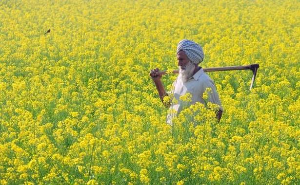 Mustard Cultivation: Top 15 Scientific Tips for Maximum Yields