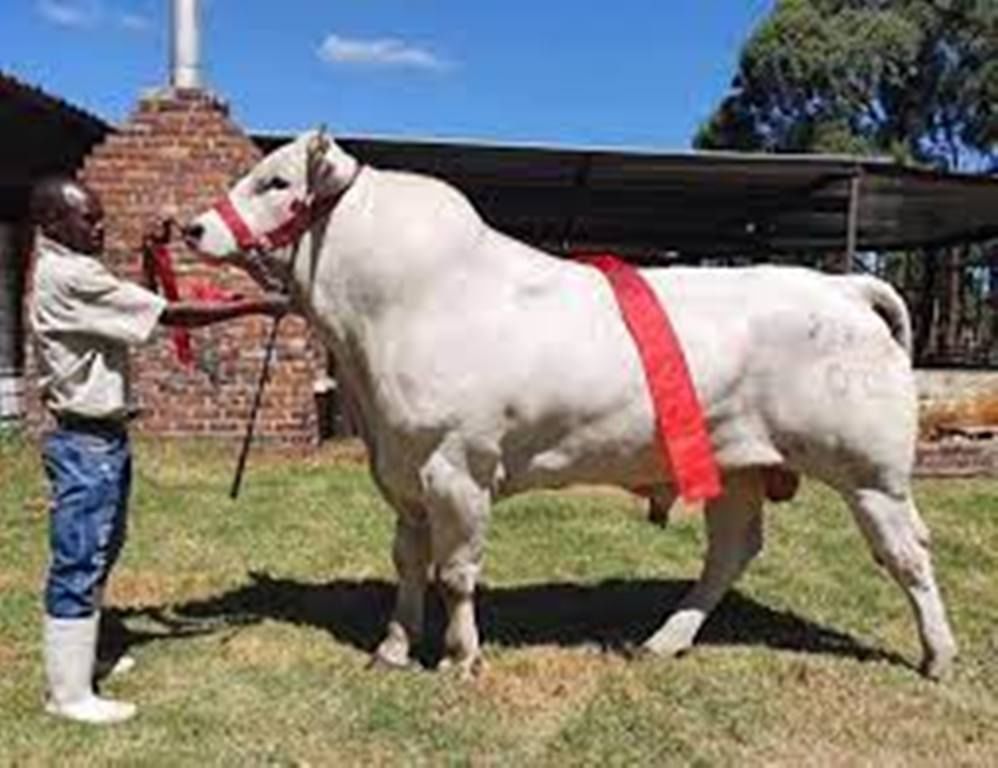 Chianina: The Cattle with the Longest Life Span and Other Distinct Features