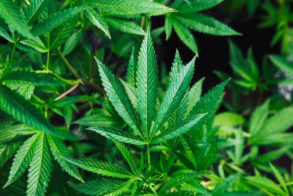 Ganja Cultivation: Know Who, How & When One Can Cultivate It