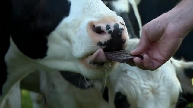Good News for Dairy farmers; These Chocolates Can Increase Your Cow’s ...