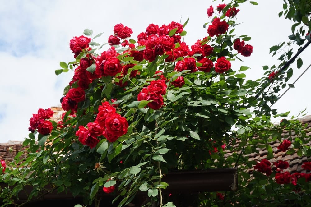 Rose Prices Reaches Rs.800 per kg in Gujarat; Farmers Skip Growing it ...