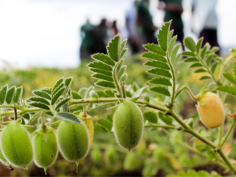 World’s Largest Plant Genome Sequencing of Chickpea has Successfully ...