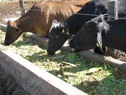 Use of Cactus as Fodder for Livestock: Here’s Why It is Good for Your ...