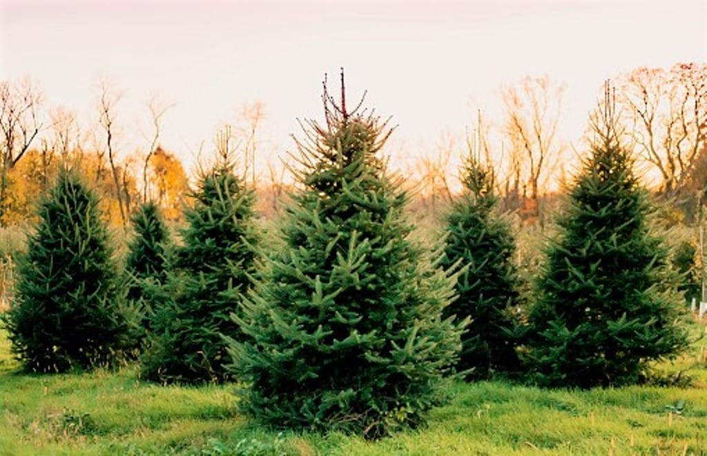 Christmas Tree Farming: Earn Huge Profit This Festive Season
