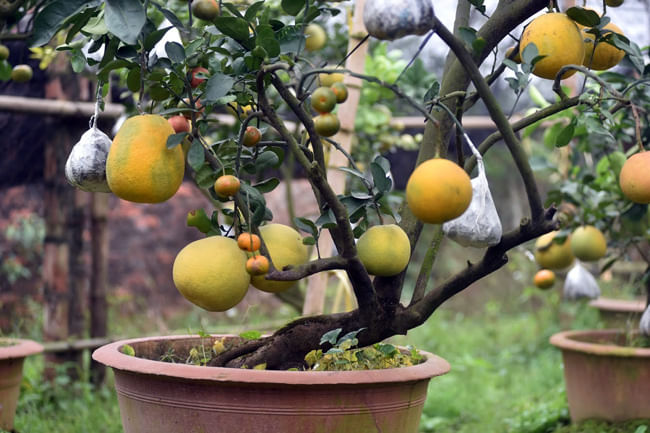 Gardner Claims Guinness World Record for 10 Types of Fruits in a Single ...