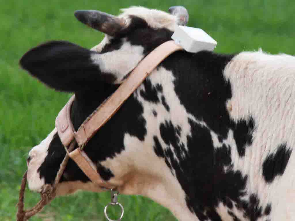 This Smart Collar for Cows Could Revolutionize Farming
