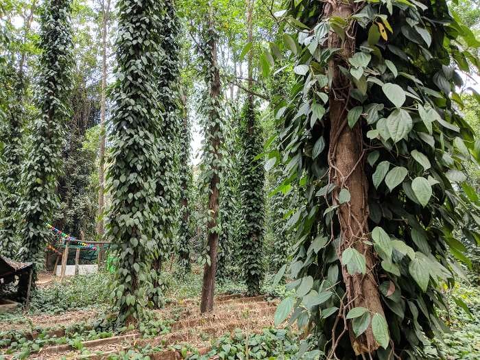 Black Pepper Plantation In India