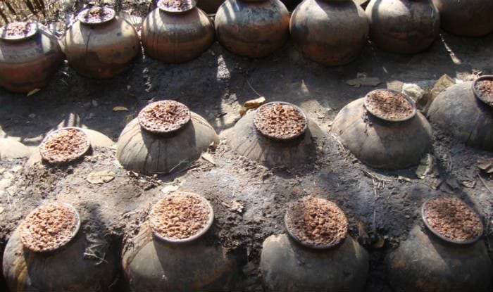 Experts Demand GI Tag for Indigenous “Heritage Mahua Liquor” of Madhya ...