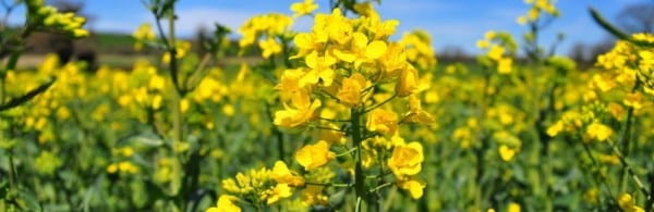 Top 6 Mustard Pests & How to Prevent Them