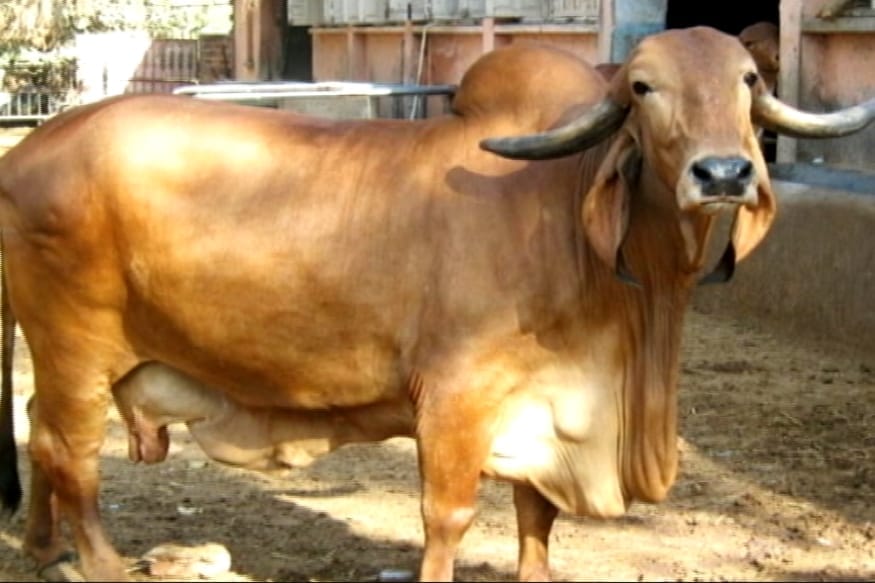 Gir Cow: This Indigenous Breed Gives 50 Liters of Milk per Day