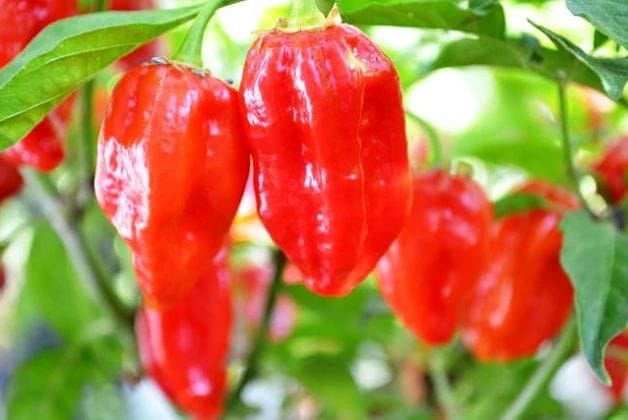 How to Grow the Hottest ‘Ghost Pepper’ Chilli?