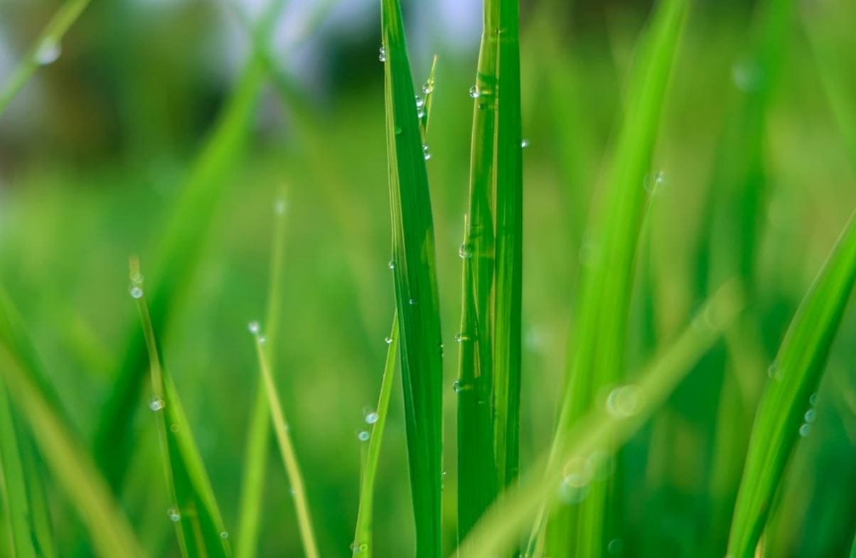 Scientists Resolved the Mystery of Grass Leaf Formation