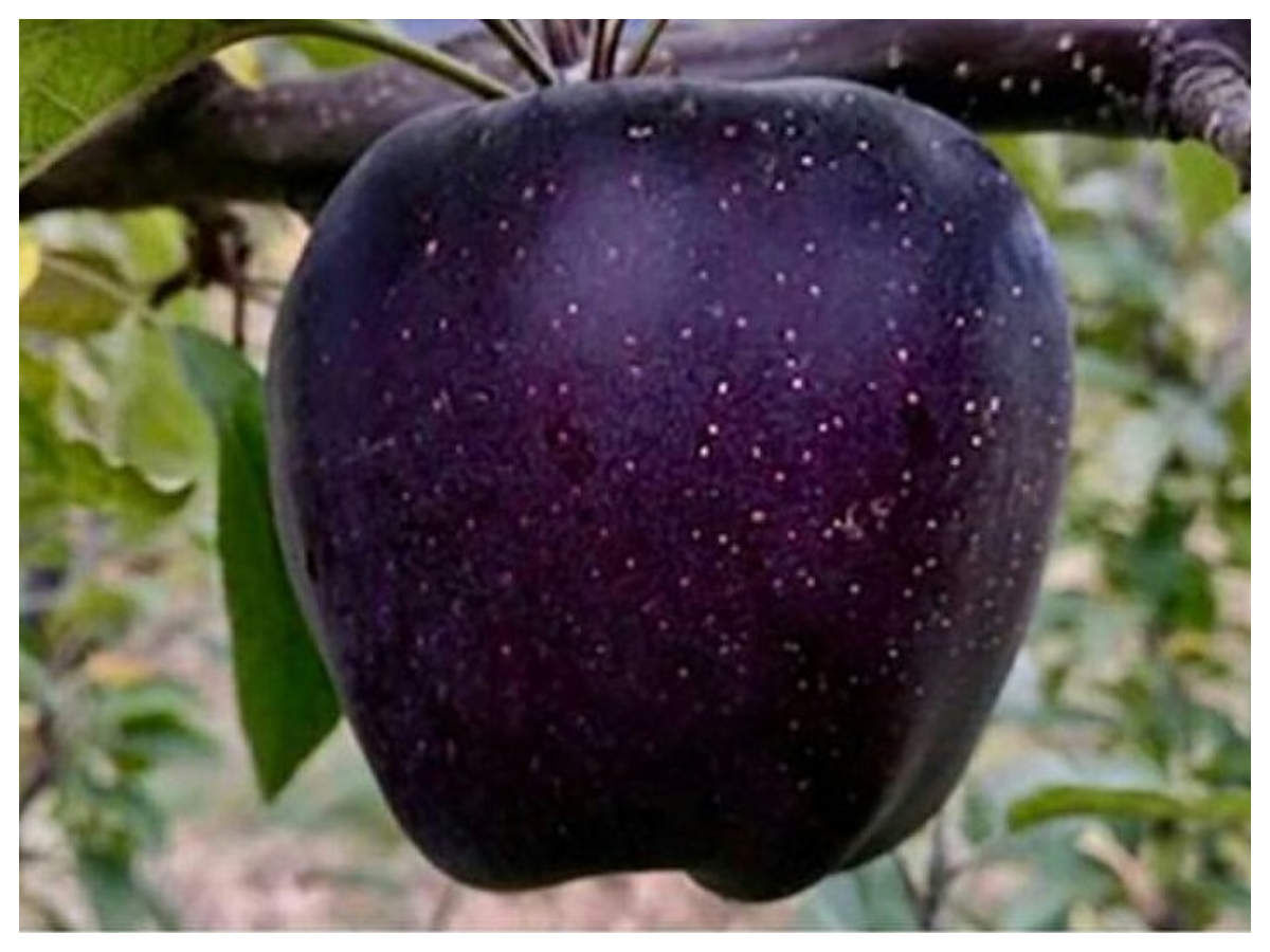Black Diamond Apple, a Rare & Mysterious Fruit; You Will be Shocked to ...