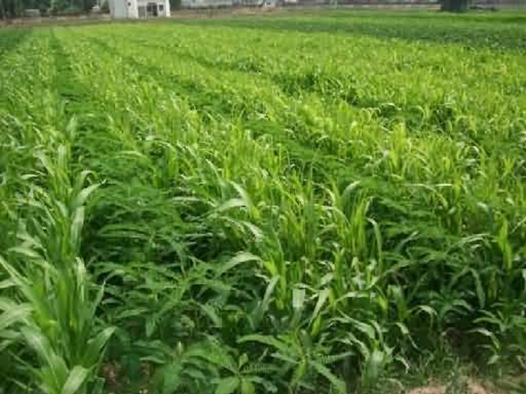 Farmers of Telangana Set Example For Cultivation of Green Manure Crops