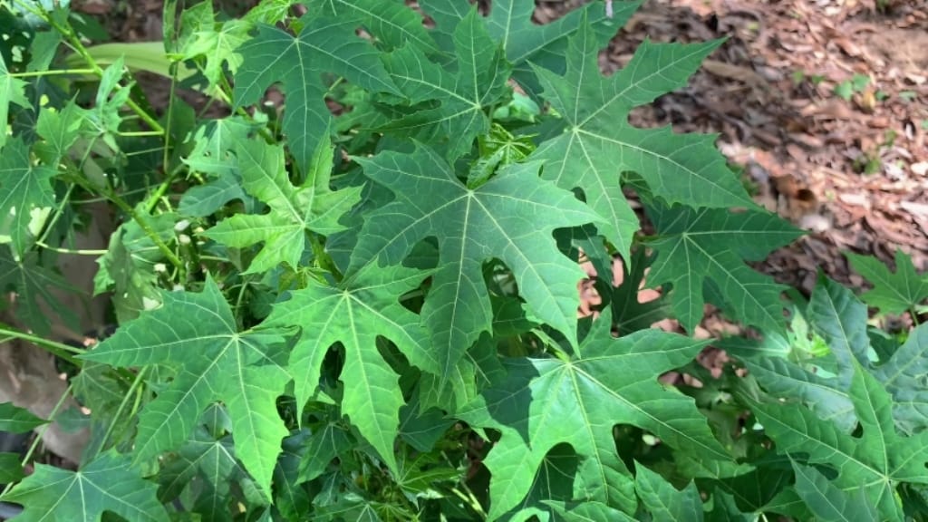 Chayamansa : The King of leafy vegetables.