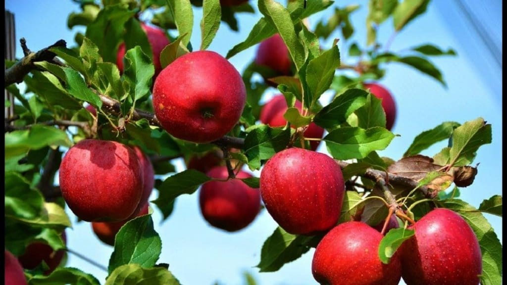 All About Apple production