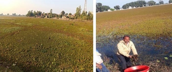 Biological Control of Water Fern - An Invasive Alien Weed Species