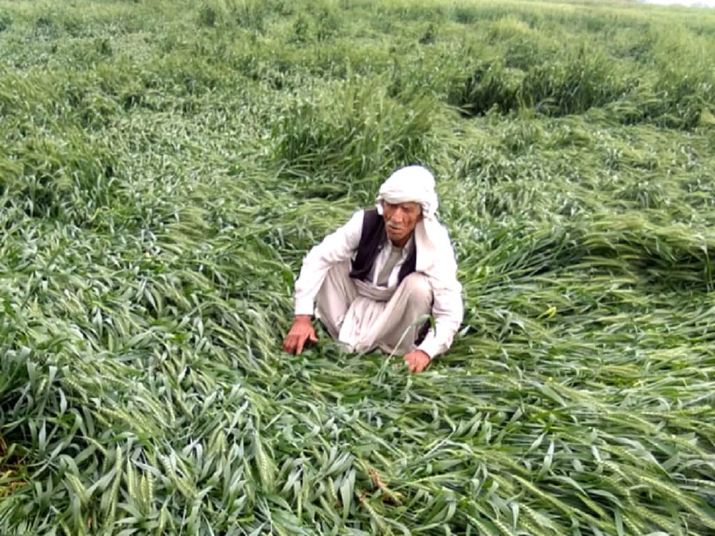 Farmers Demand Compensation After Heavy Rainfall Damage Their Standing ...