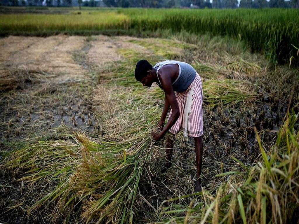 How Tamil Nadu Farmers Revitalized Traditional Rice Varieties over The ...